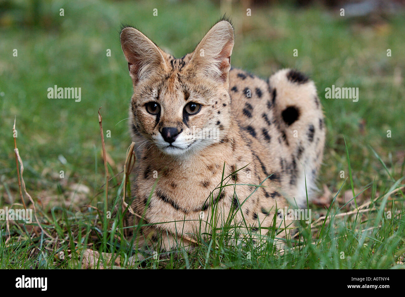 Serval lying hi-res stock photography and images - Alamy