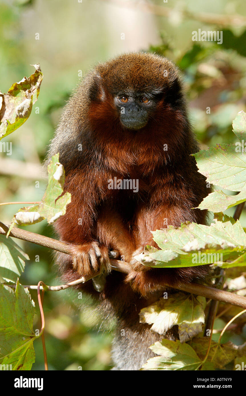 Red Titi / Titi Monkey Stock Photo - Alamy