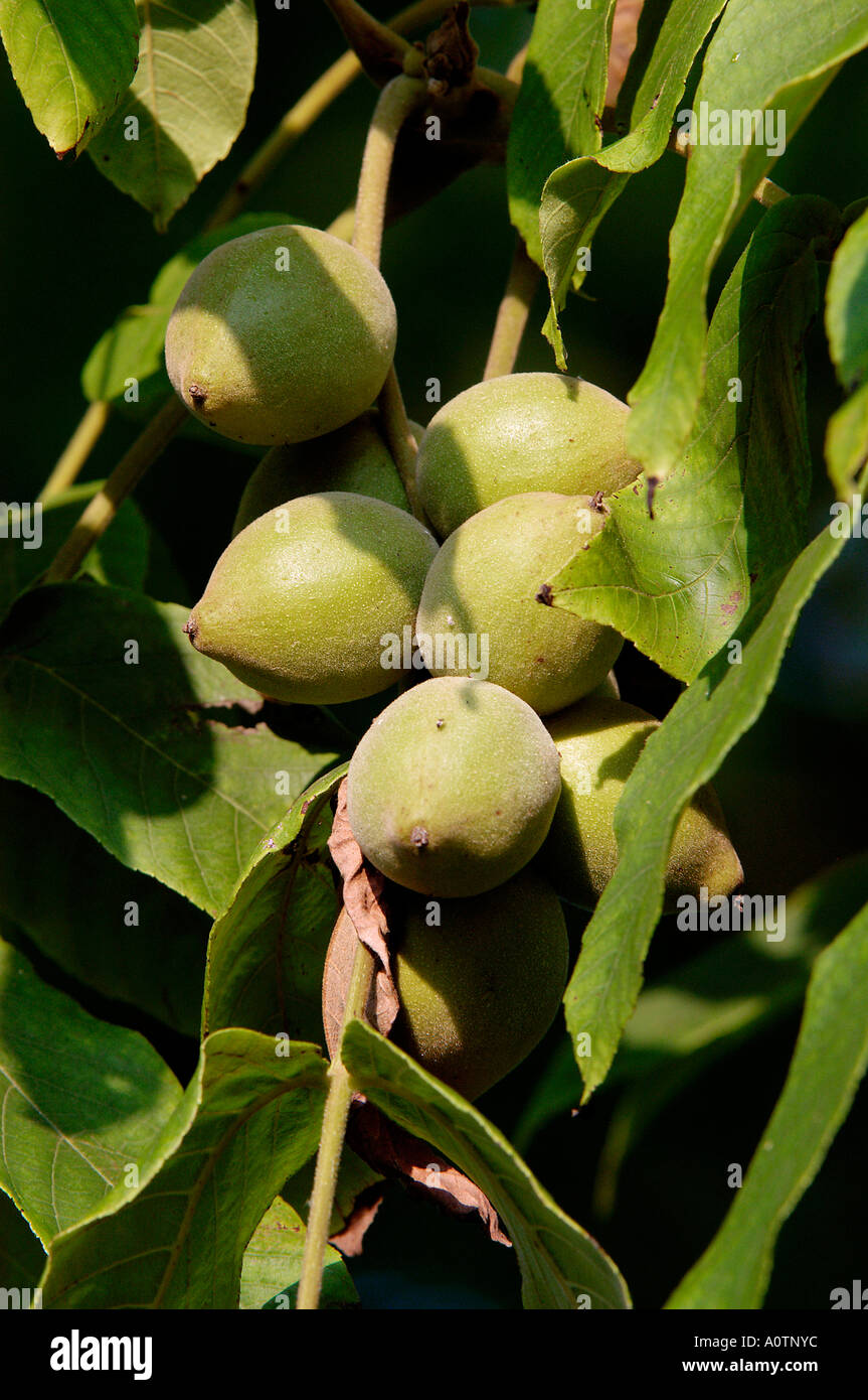 Juglans cathayensis hi-res stock photography and images - Alamy