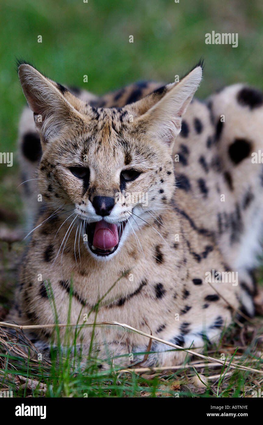 Serval lying hi-res stock photography and images - Alamy