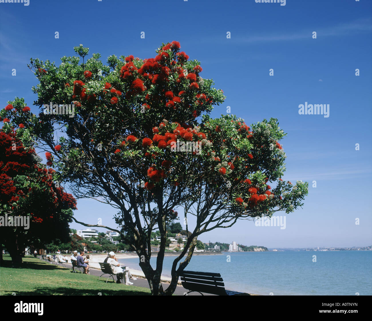 New zealand auckland mission bay hi-res stock photography and images ...