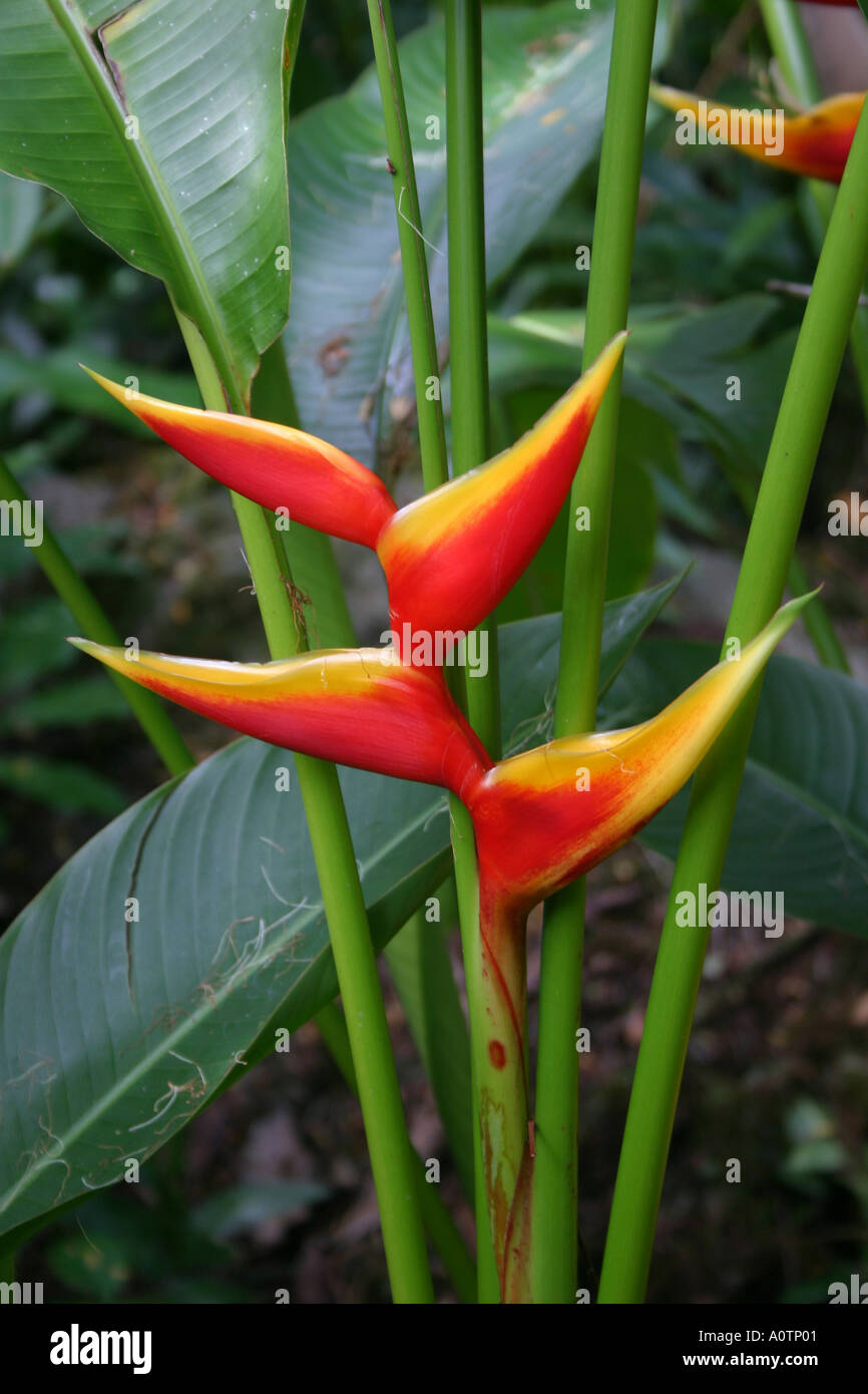 Tropical exotic red flower plant hi-res stock photography and images ...