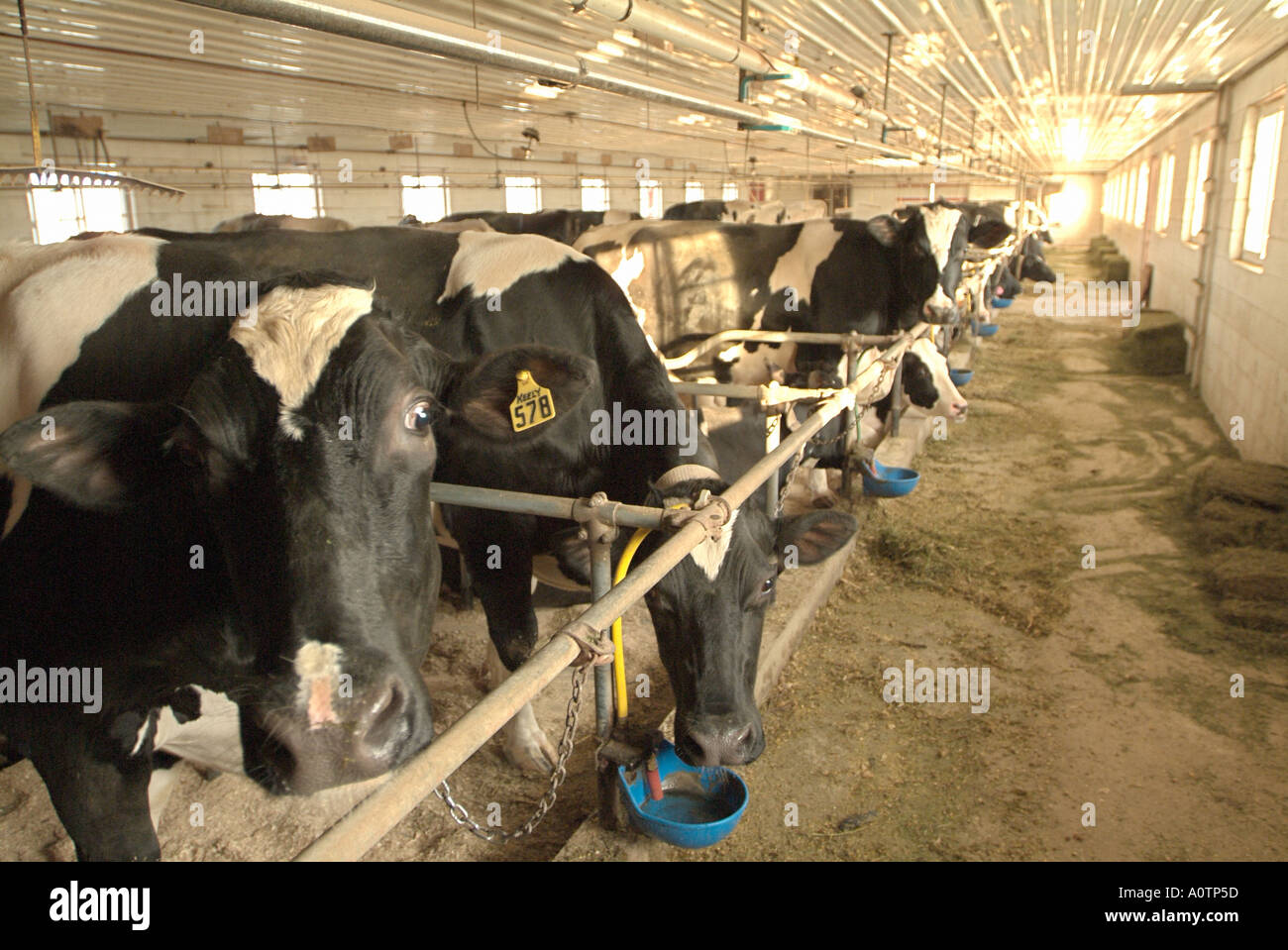 Milking cows dairy farm hi-res stock photography and images - Alamy