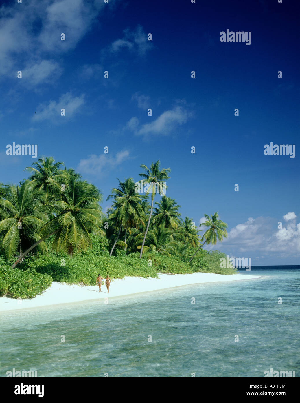 Beach palm tree Stock Photo - Alamy