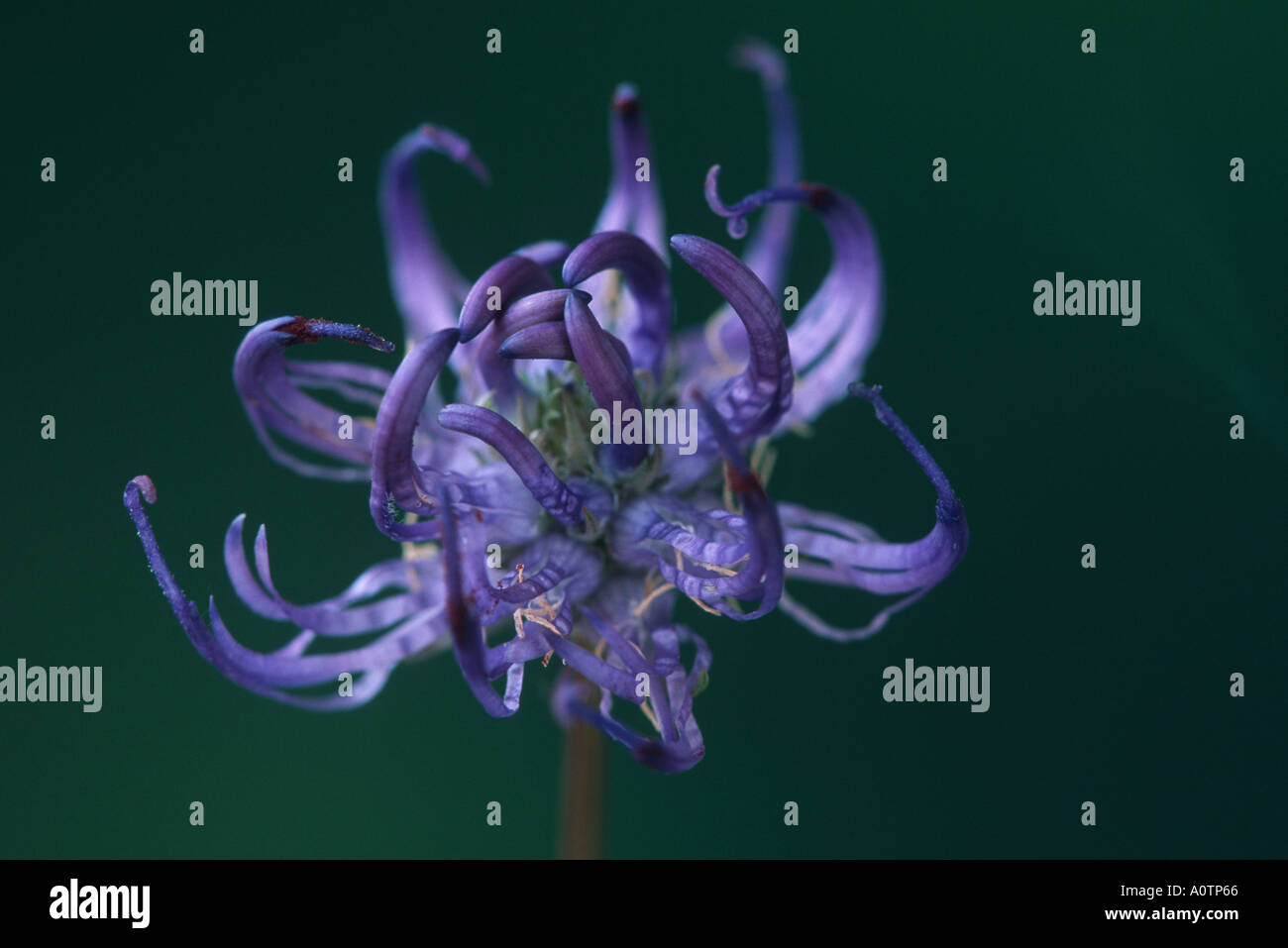 ROUND HEADED RAMPION flower Phyteuma orbiculare Sussex Stock Photo - Alamy