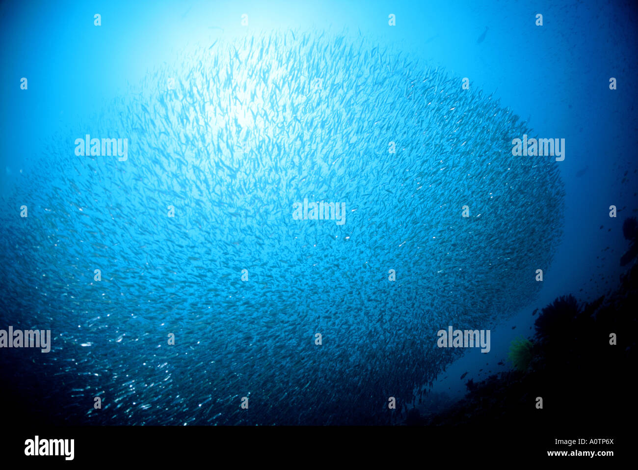 School of fish Stock Photo - Alamy
