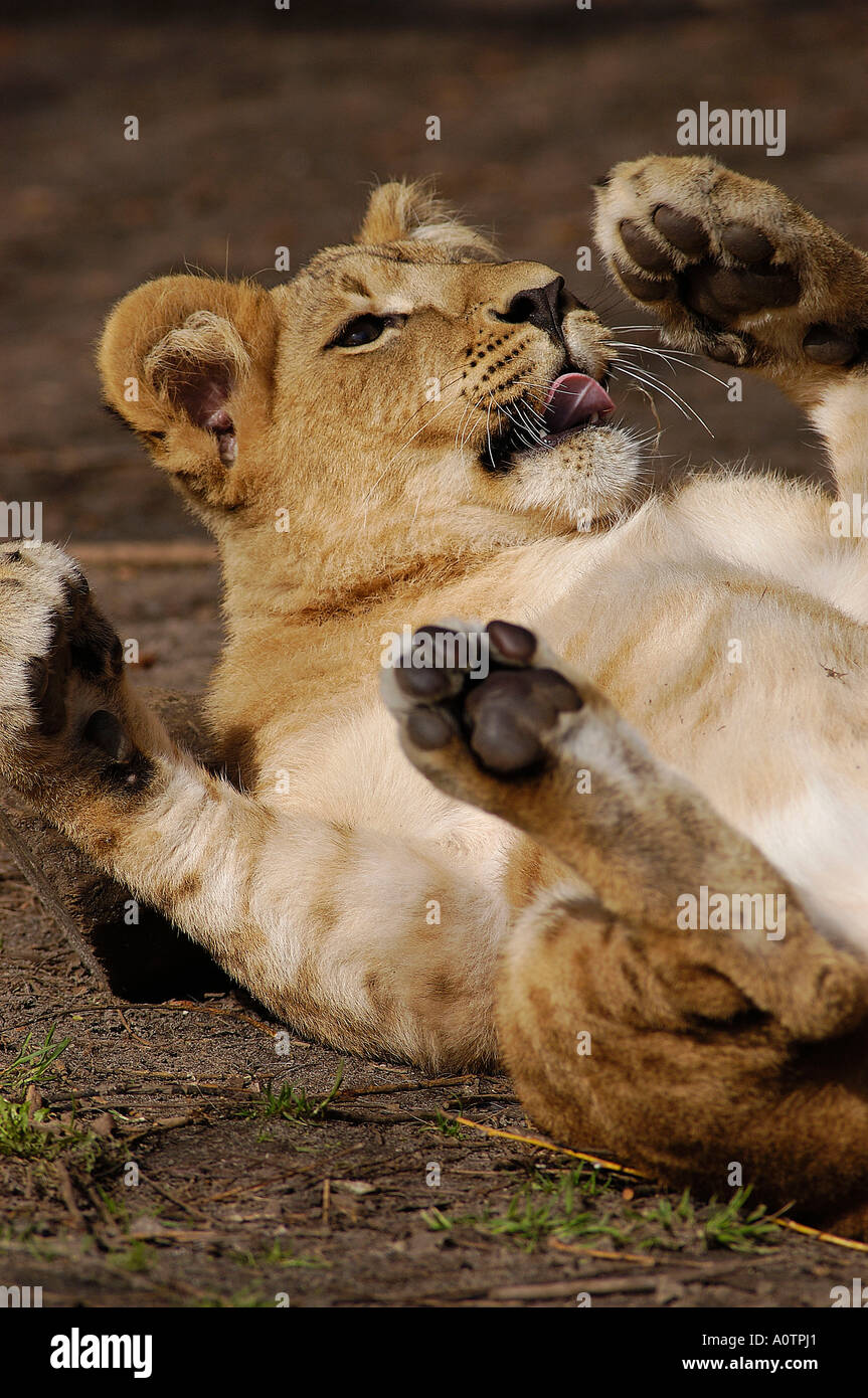 Washing the lions hi-res stock photography and images - Alamy