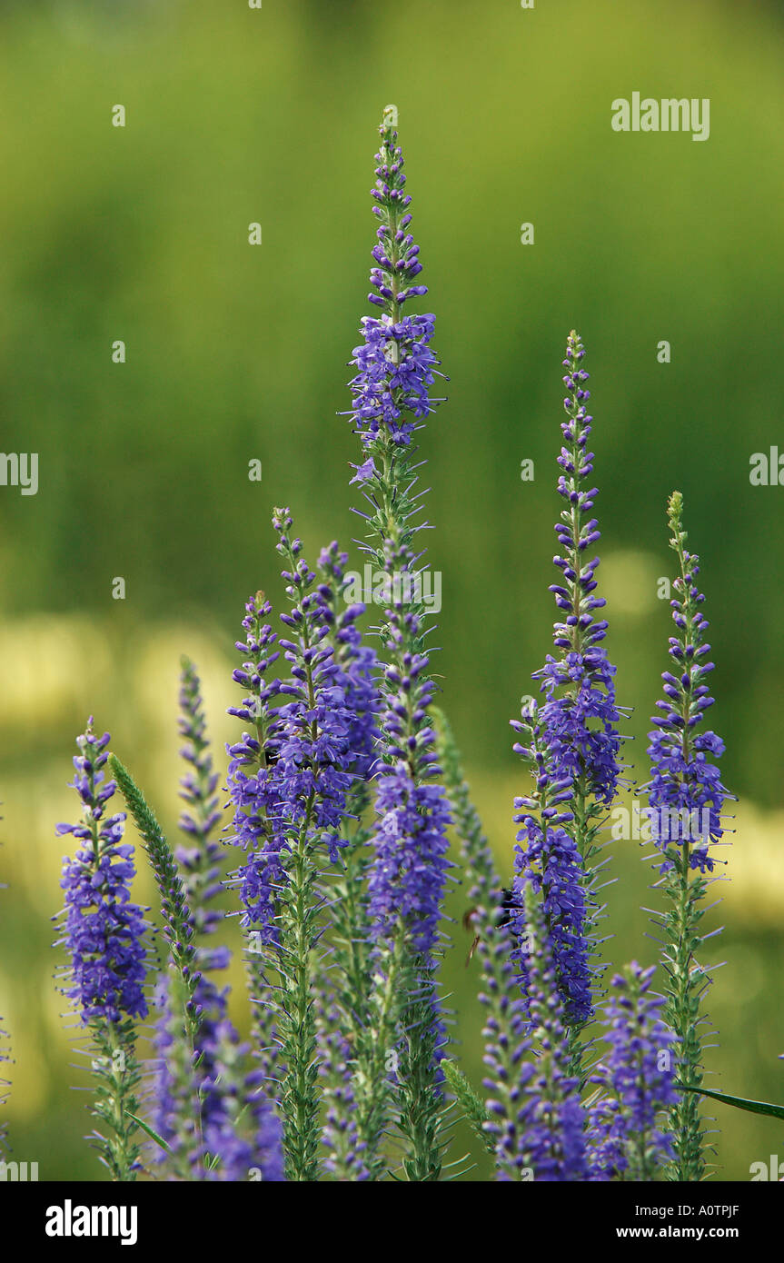 Long leaf speedwell veronica longifolia hi-res stock photography and ...