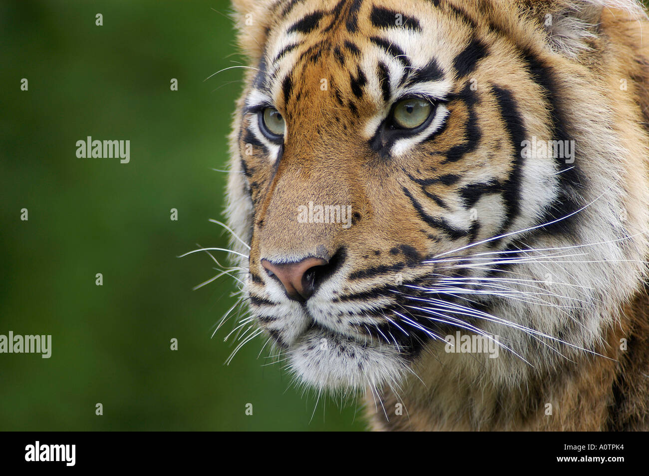 Sumatran tiger face tigers hi-res stock photography and images - Alamy