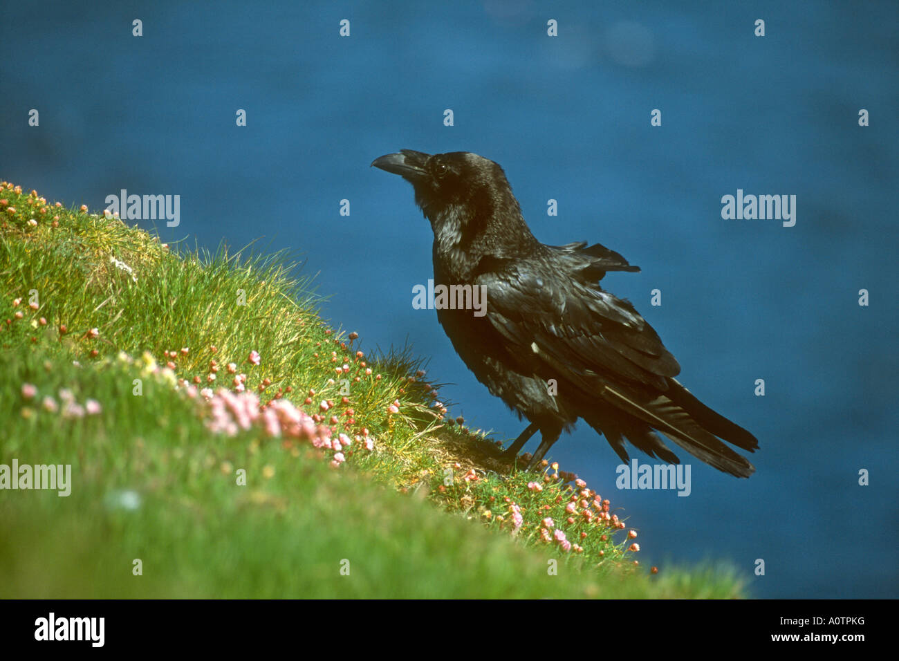 Common Raven Corvus corax adult calling on sea cliff with Thrift ...