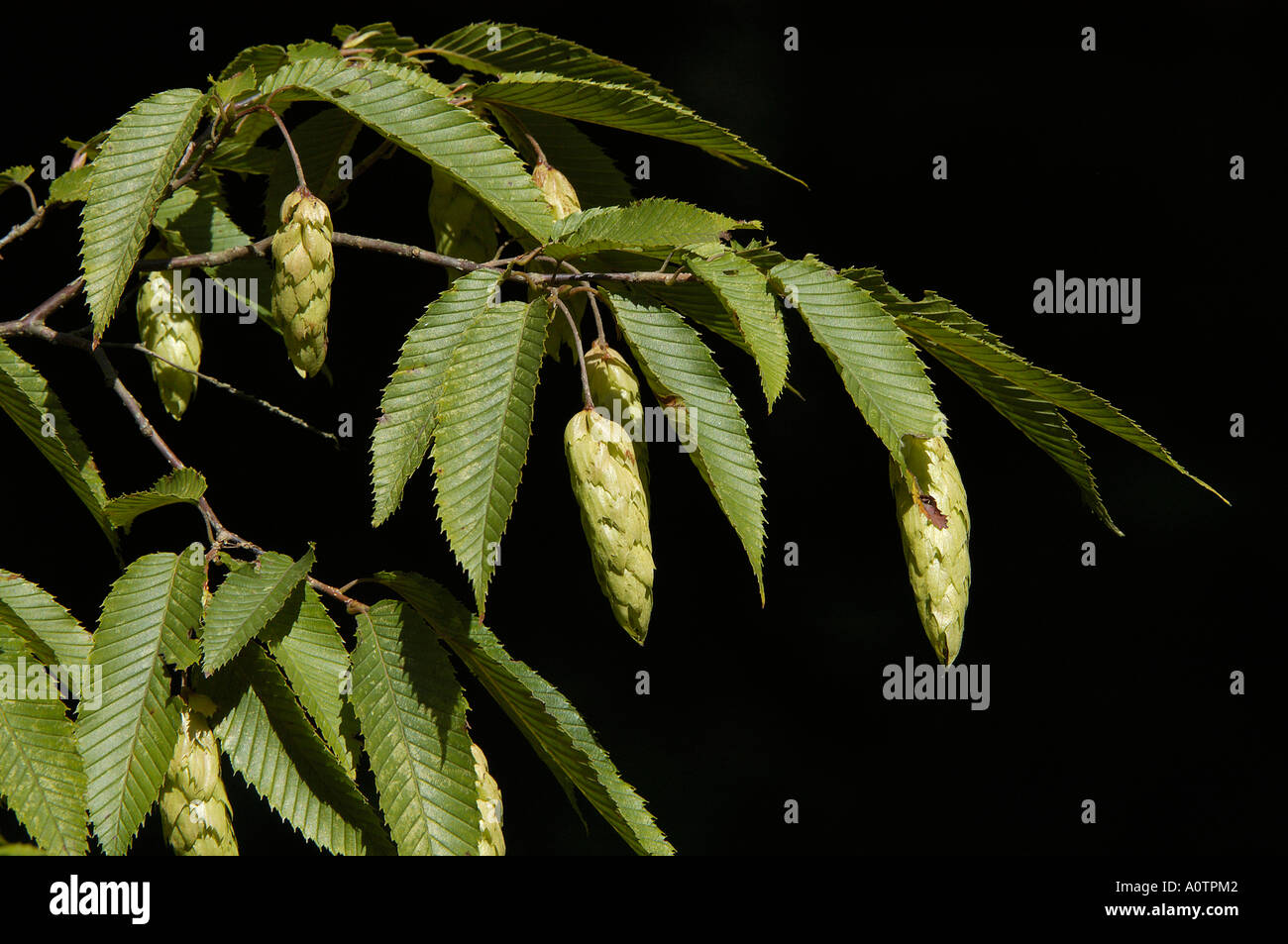 Carpinus japonica hi-res stock photography and images - Alamy