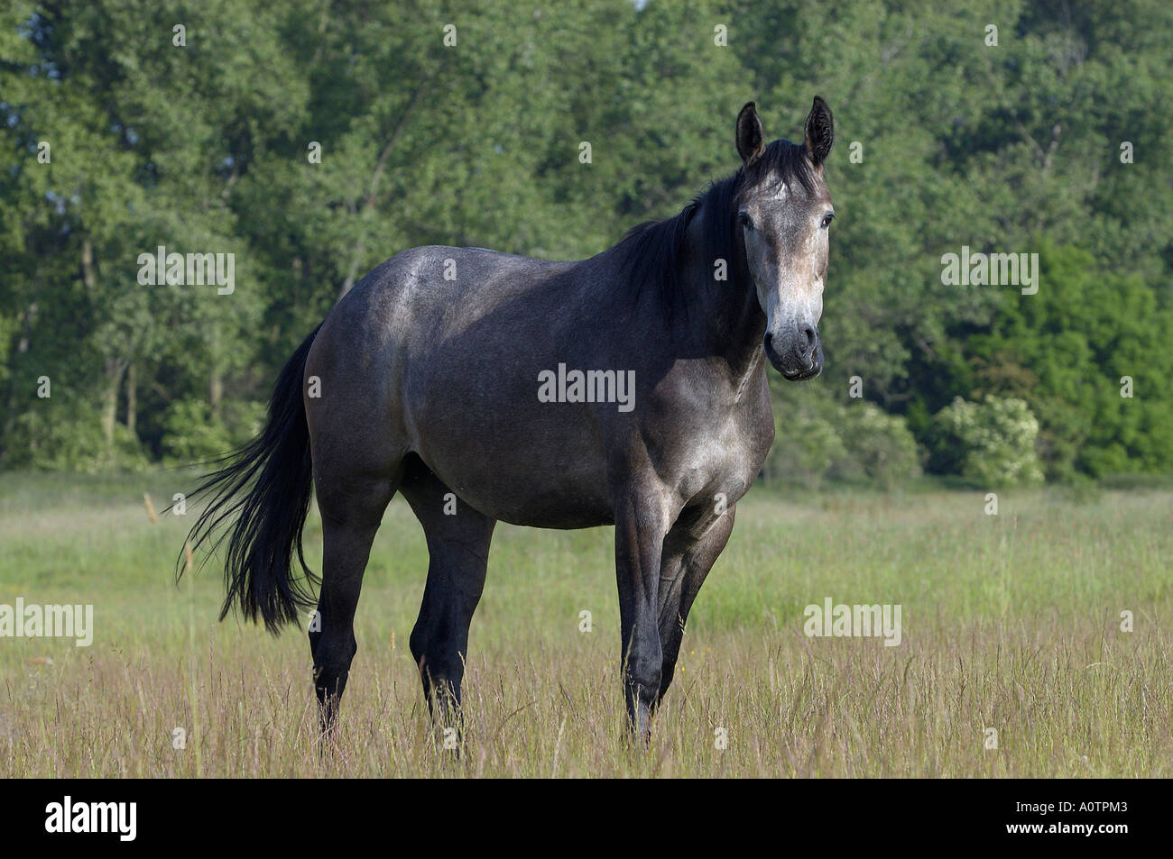Westphalian horse hi-res stock photography and images - Alamy