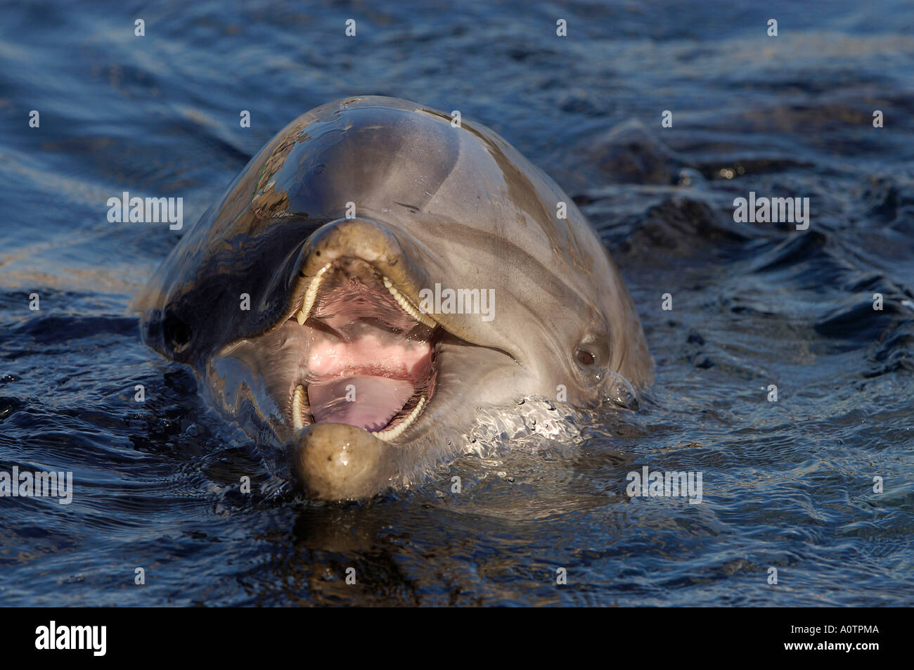 Eye of the dolphin hi-res stock photography and images - Alamy