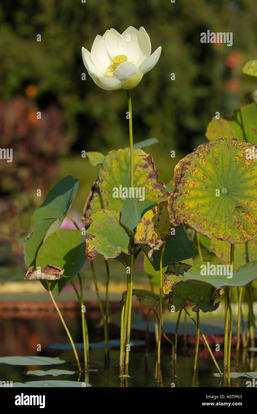 East Indian Lotus Stock Photo - Alamy