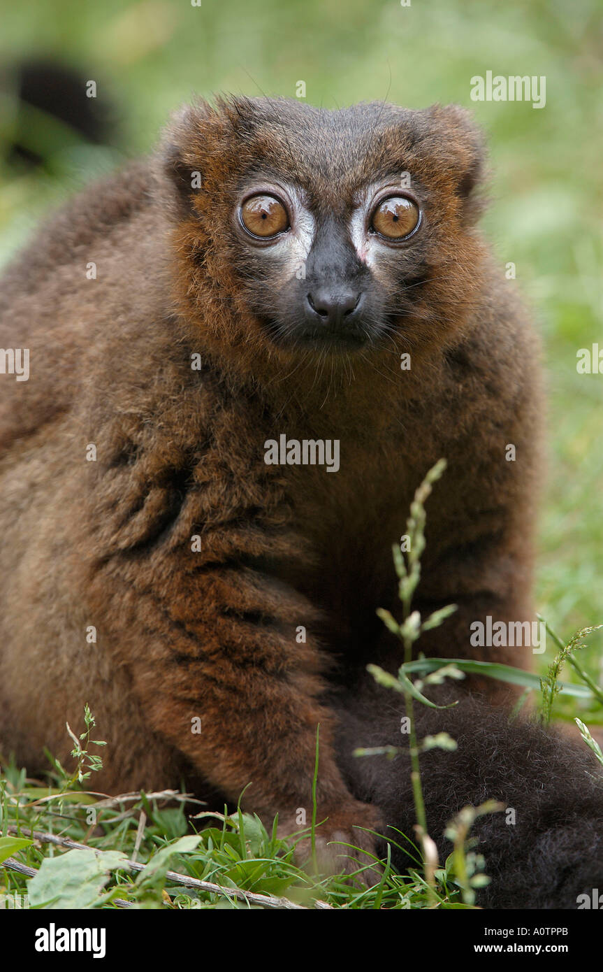 Red bellied lemur sitting hi-res stock photography and images - Alamy