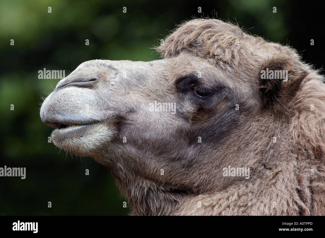 Two humped camel hi-res stock photography and images - Alamy
