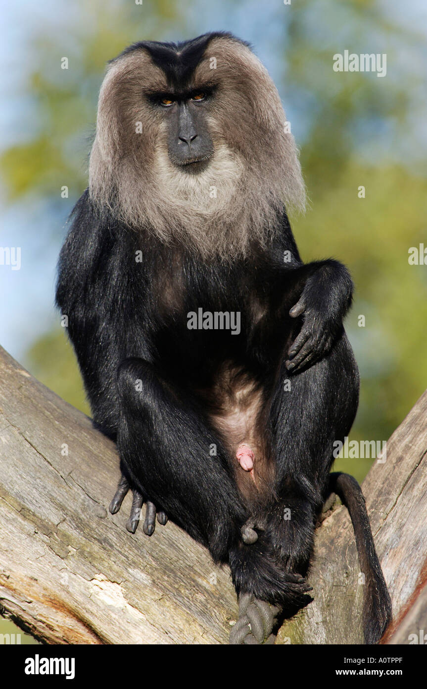 Lion tailed macaque male hi-res stock photography and images - Alamy
