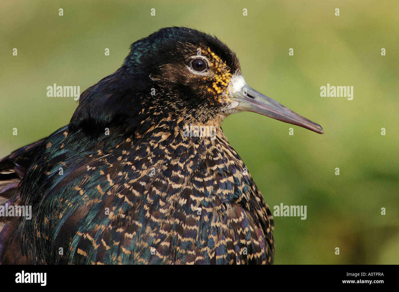 Ruff hi-res stock photography and images - Alamy