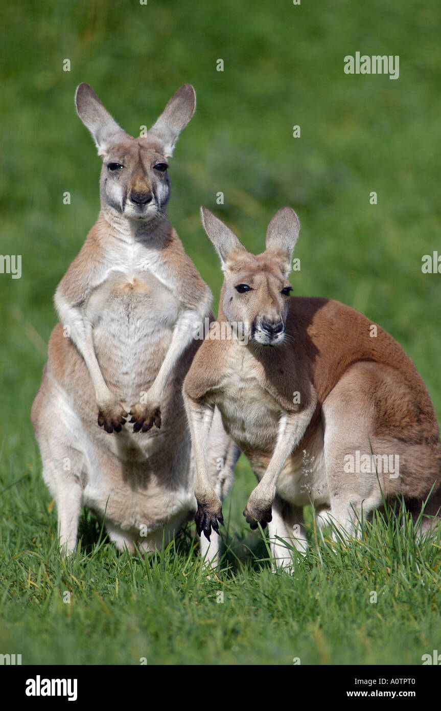 Red kangaroo pair hi-res stock photography and images - Alamy