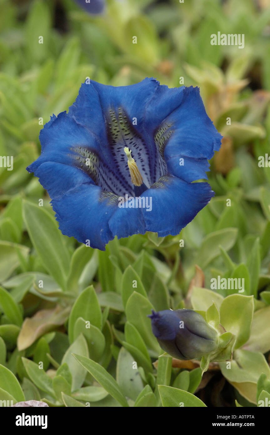 Clusiuss hi-res stock photography and images - Alamy