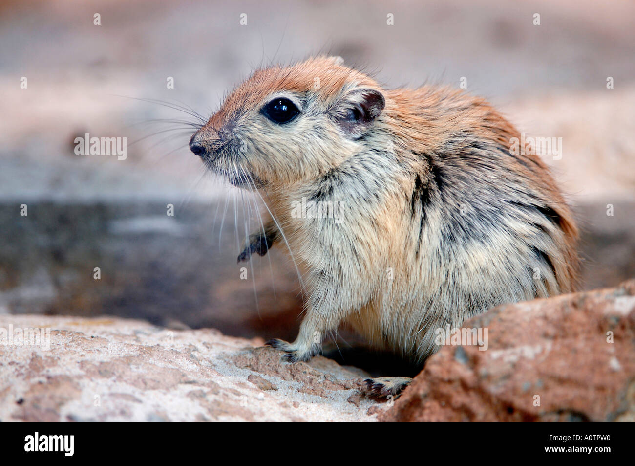 Fat rat hi-res stock photography and images - Alamy