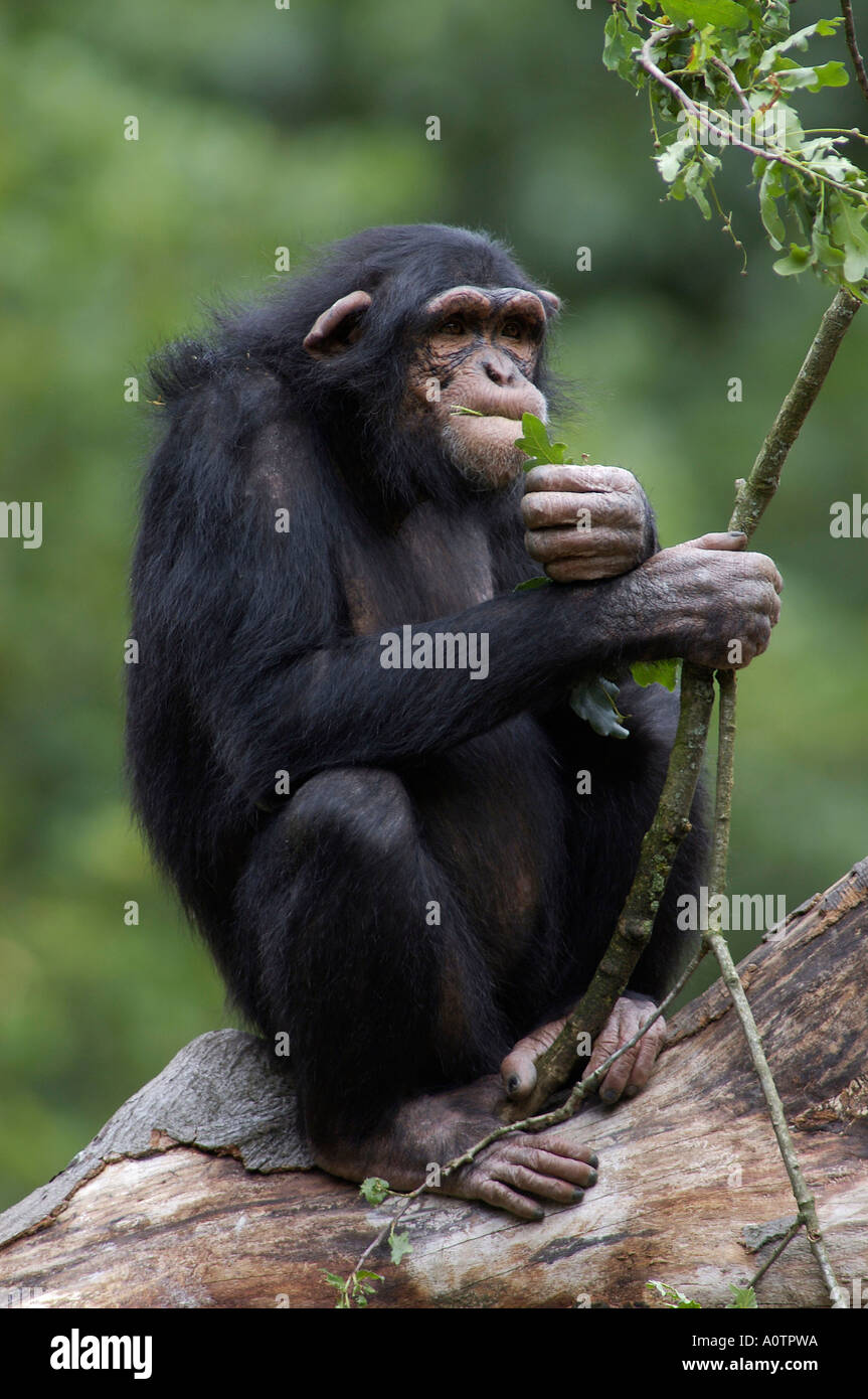 Chimpy hi-res stock photography and images - Alamy