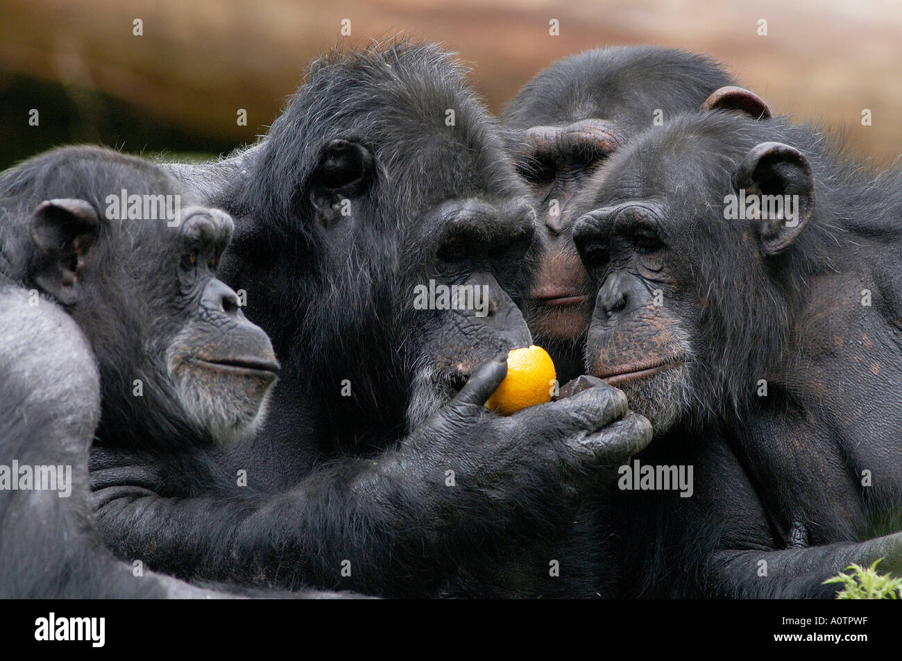Chimpanzee / Chimpy Stock Photo - Alamy