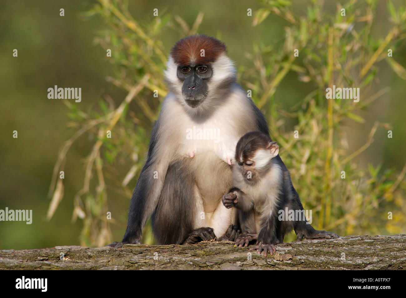 Cherry Crowned Mangabey Stock Photos & Cherry Crowned Mangabey Stock ...