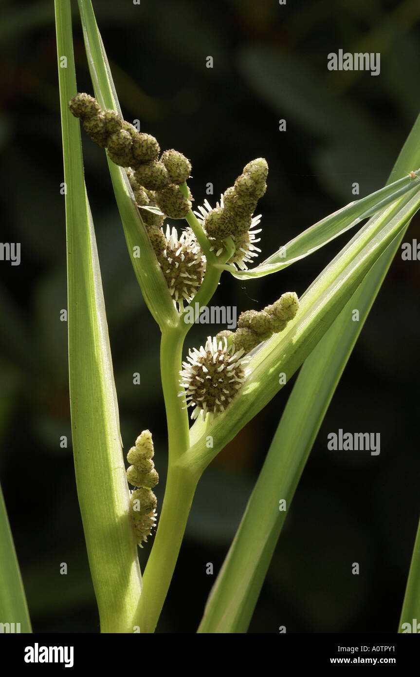 Upright reed hi-res stock photography and images - Alamy