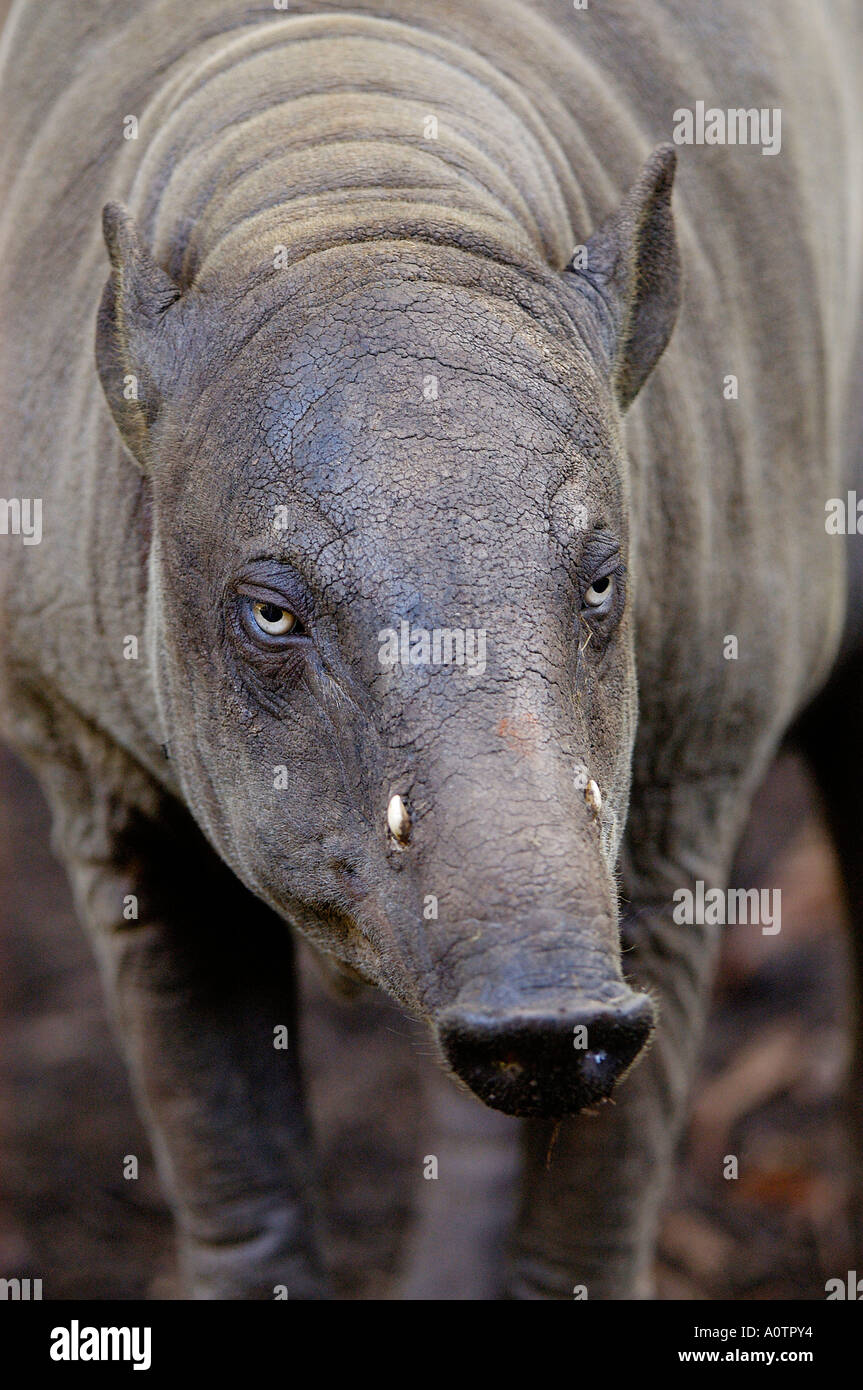 Babirusa High Resolution Stock Photography and Images - Alamy