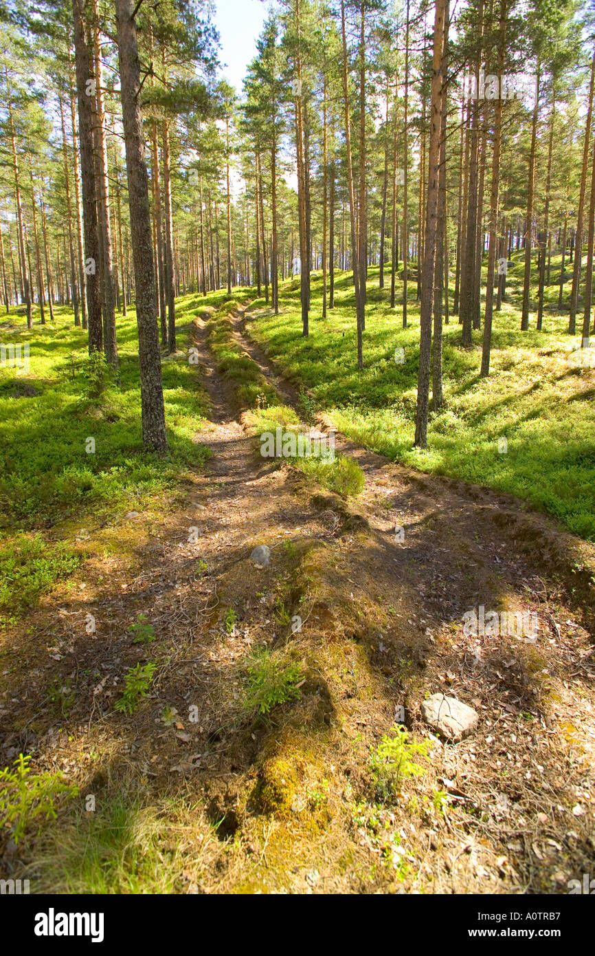 Old Logging Road through the Finnish Forest near Torsby in Varmland ...