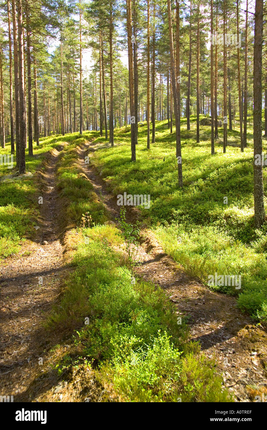 Old Logging Road through the Finnish Forest near Torsby in Varmland ...