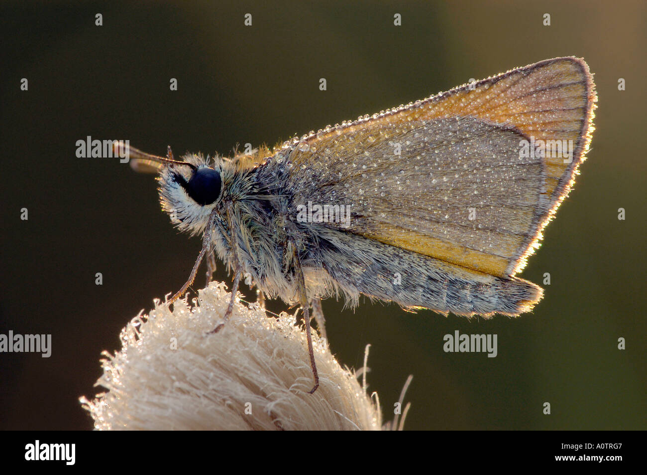 Rhine skipper hi-res stock photography and images - Alamy