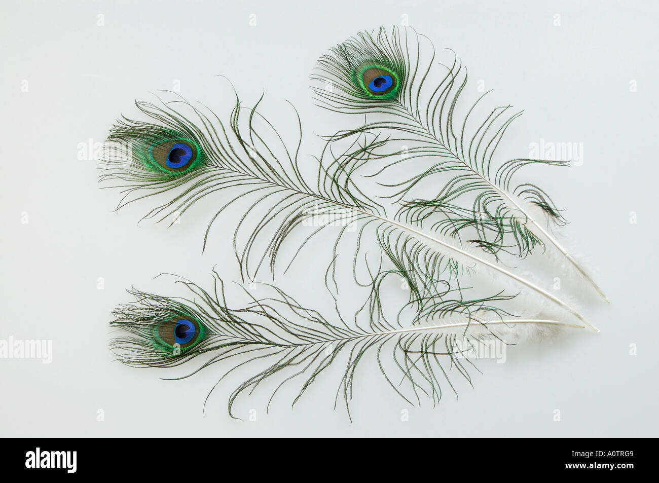 Peacock cut hi-res stock photography and images - Alamy