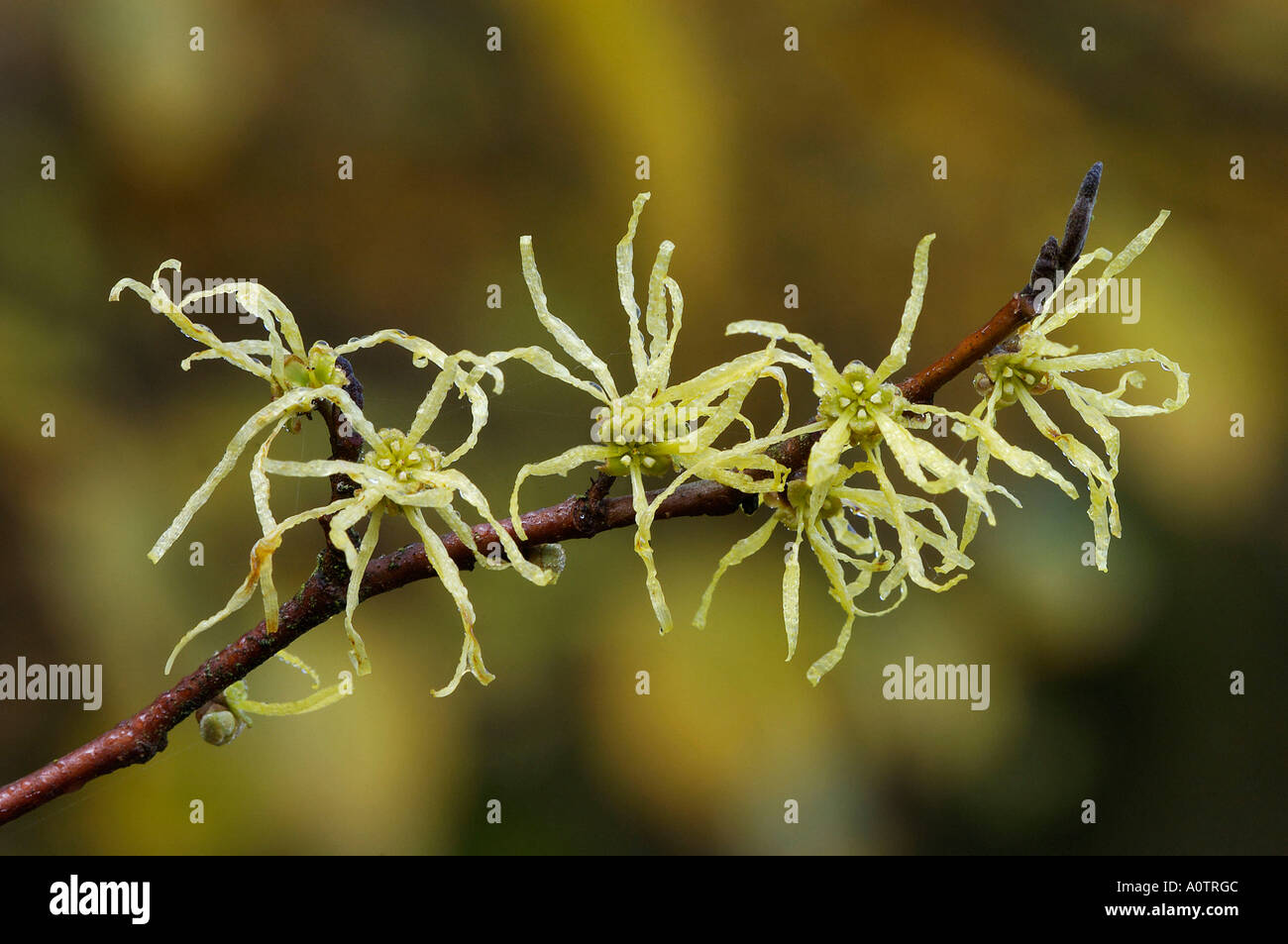 Common Witch Hazel Stock Photo - Alamy