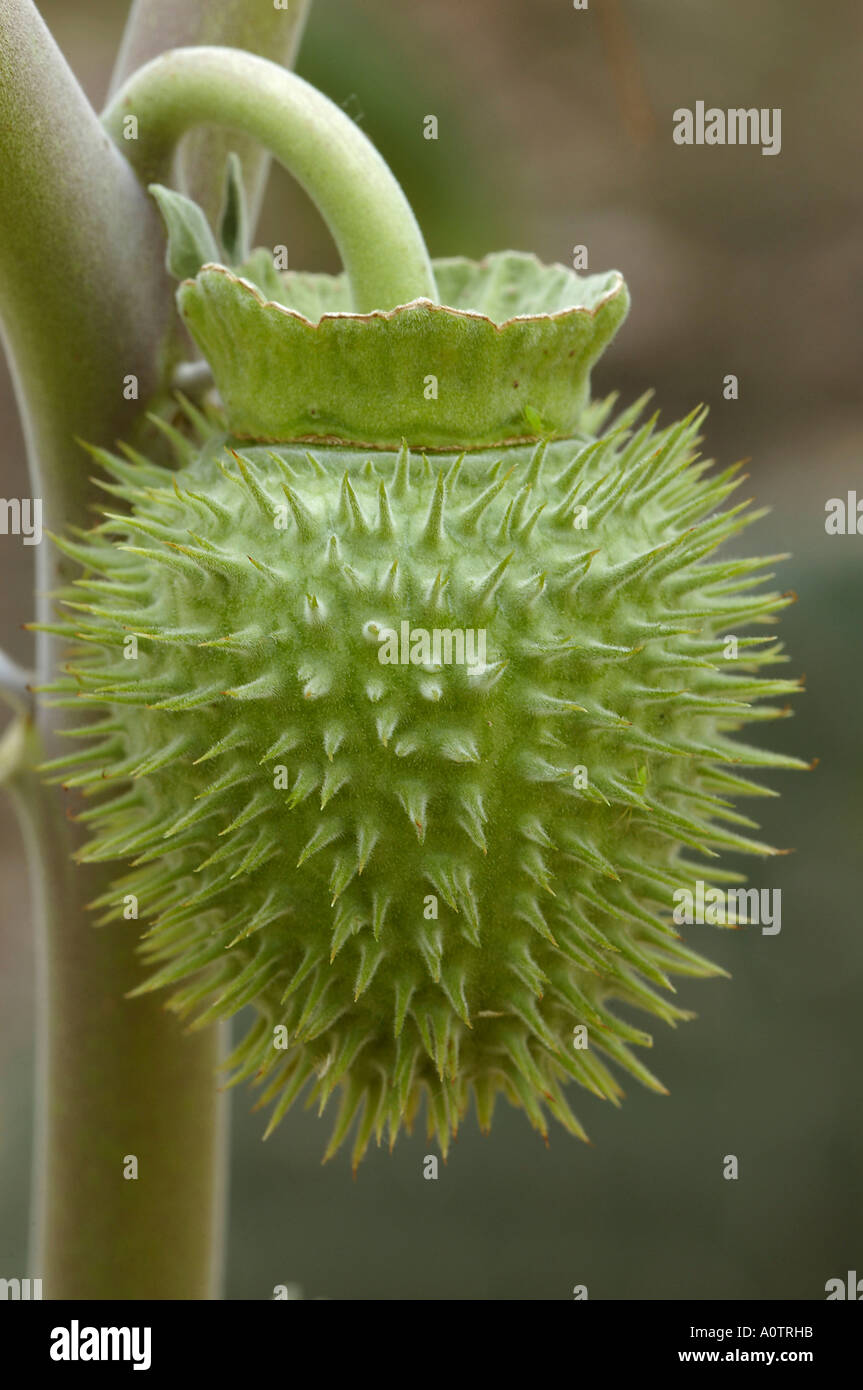 Jimson weed poisonous hi-res stock photography and images - Alamy