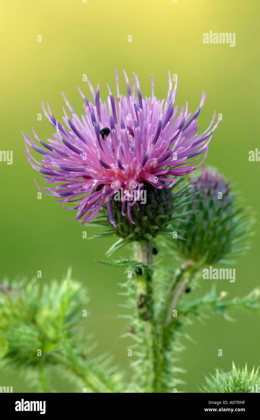 Bull Thistle / Spear Thistle Stock Photo - Alamy
