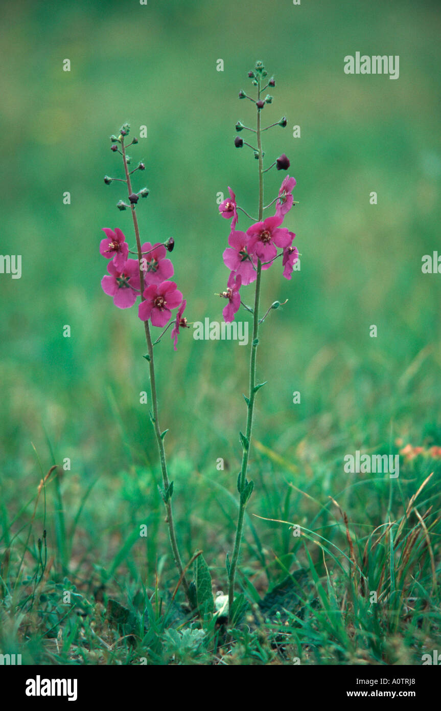 Verbascum phoeniceum purple mullein hi-res stock photography and images ...