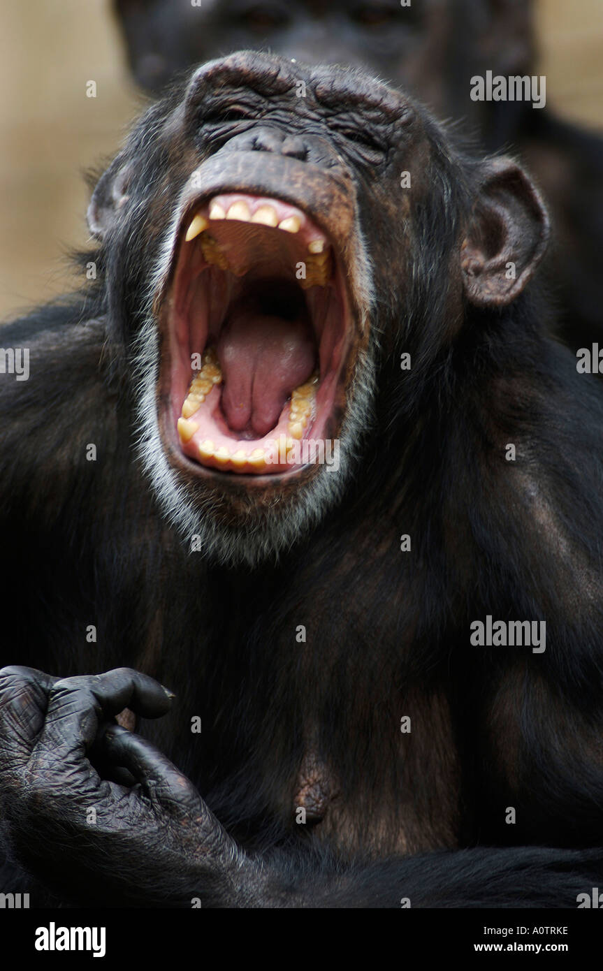 Chimpanzee pan troglodytes yawning hi-res stock photography and images ...