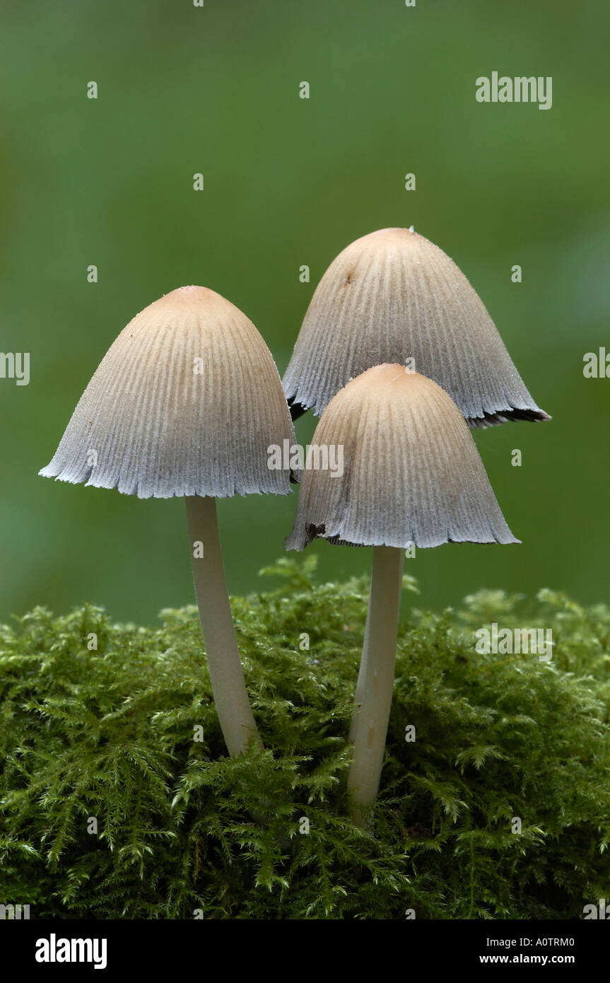 Fairy ink cap hi-res stock photography and images - Alamy