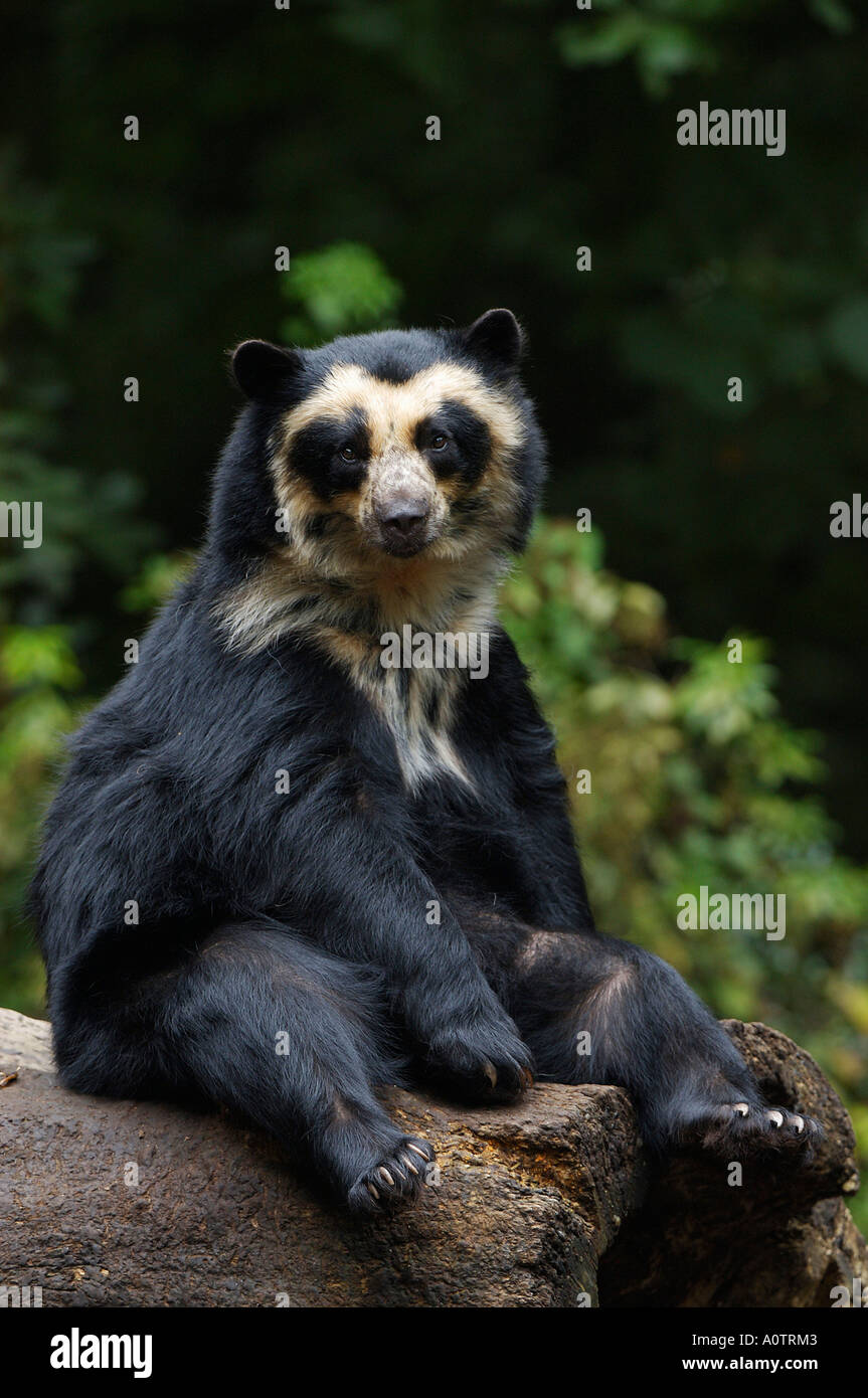 Spectacled Bear / Andean Bear Stock Photo - Alamy