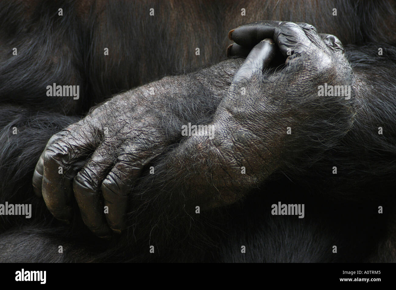 Chimpanzee close up hands hi-res stock photography and images - Alamy