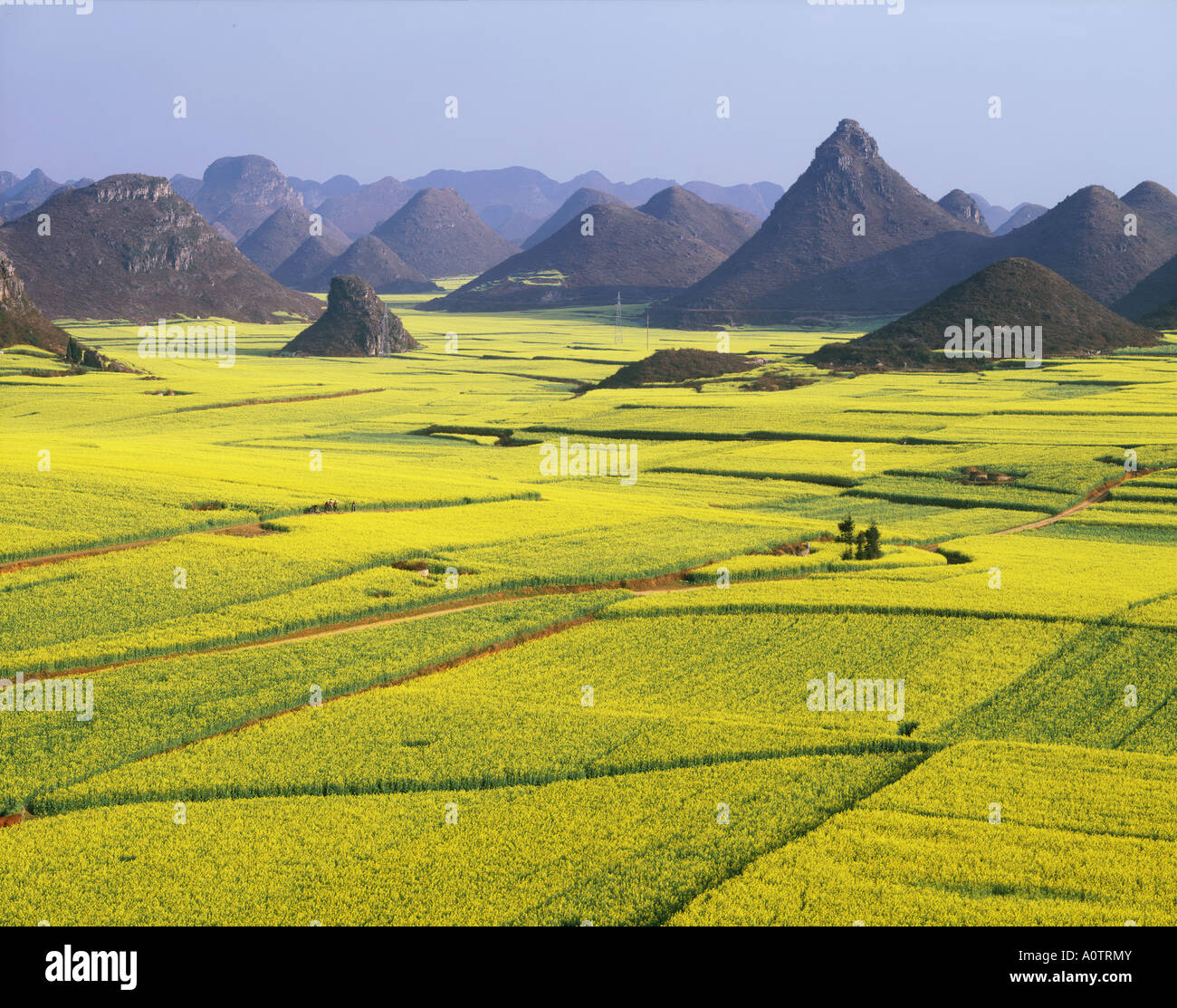 Luoping hi-res stock photography and images - Alamy