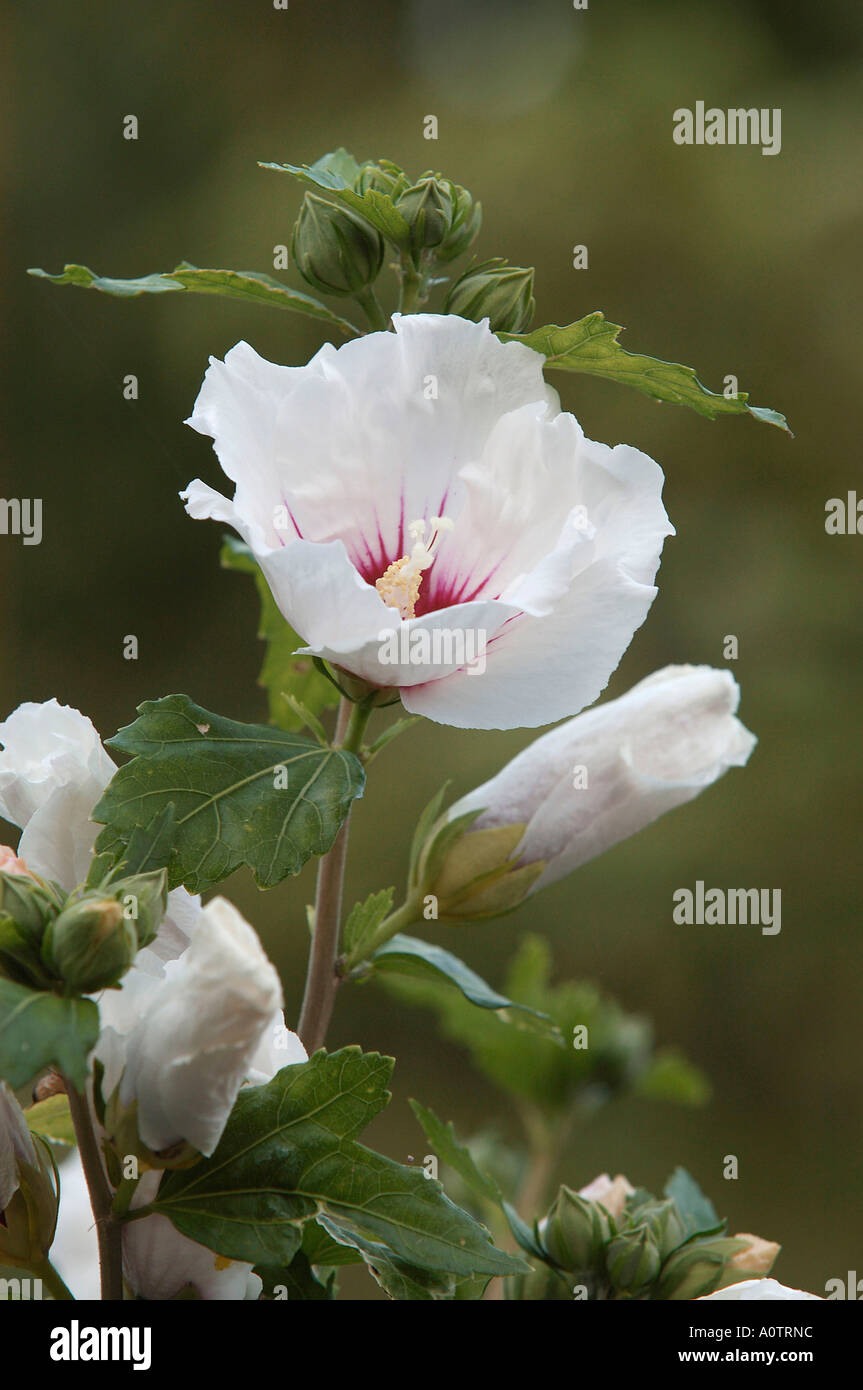 White rose of sharon flowers hi-res stock photography and images - Alamy