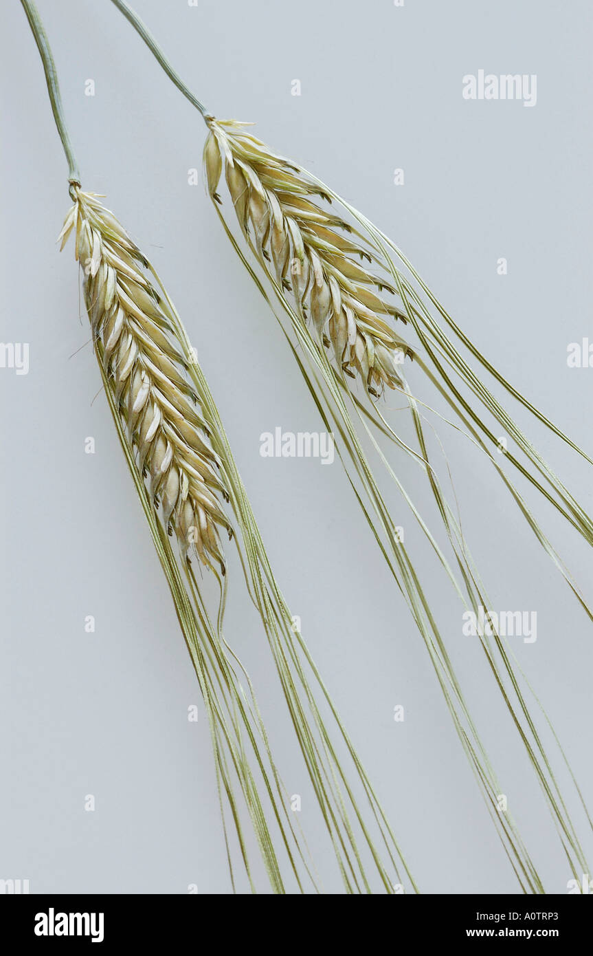 Emmer wheat hi-res stock photography and images - Alamy