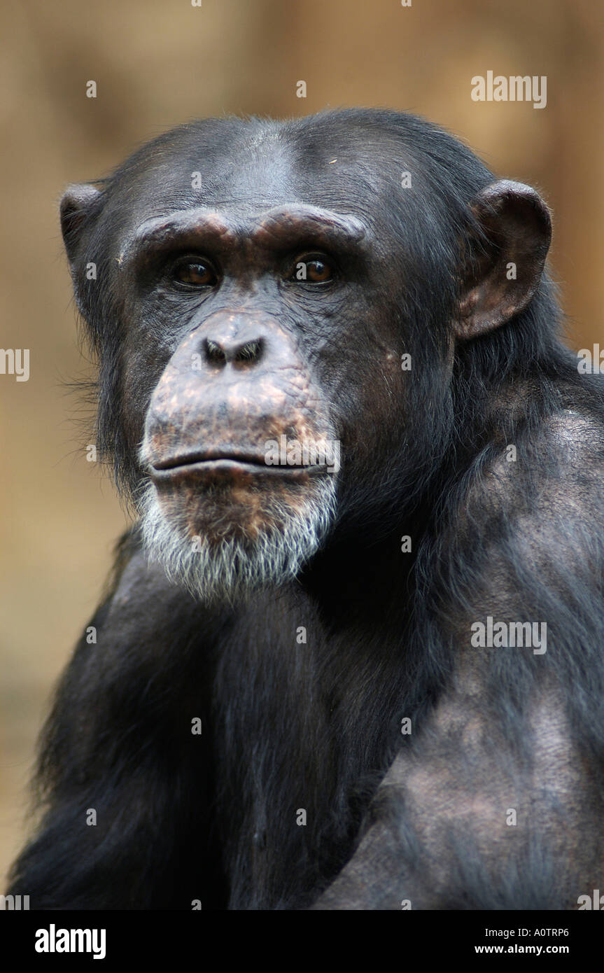 Chimpy hi-res stock photography and images - Alamy