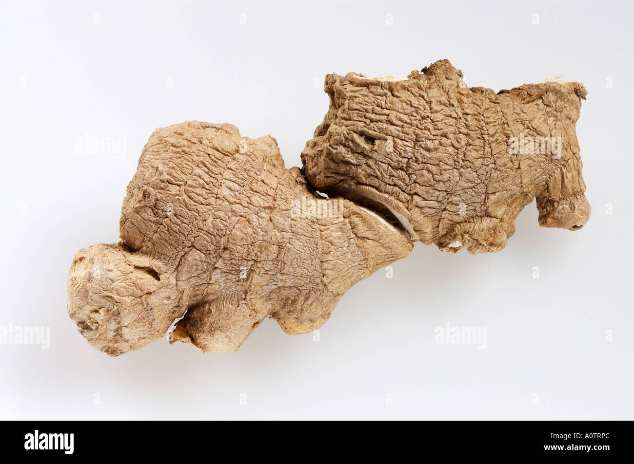 Common Ginger Roots Stock Photo - Alamy