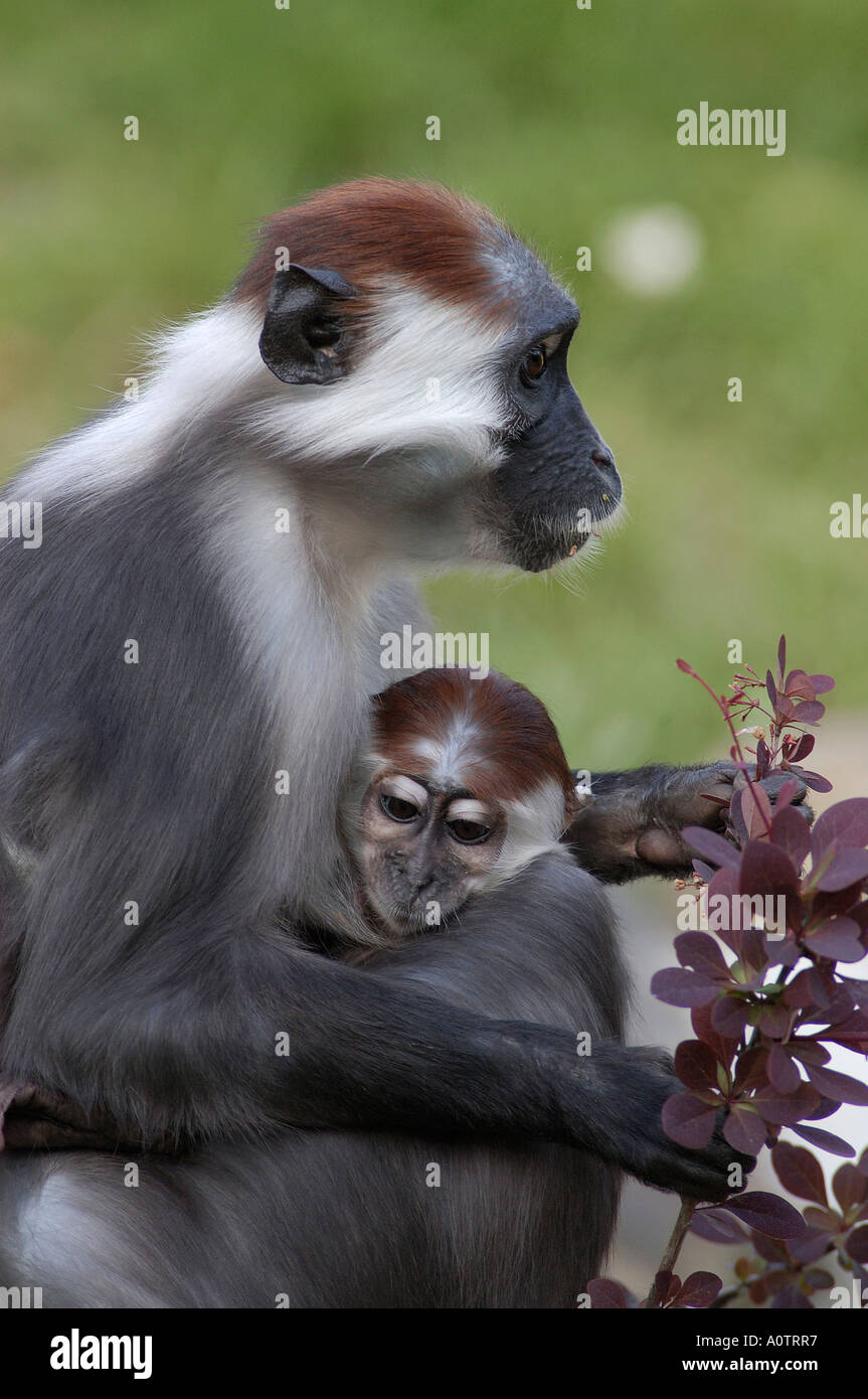 Red-capped Mangabey / Cherry-crowned Mangabey Stock Photo - Alamy