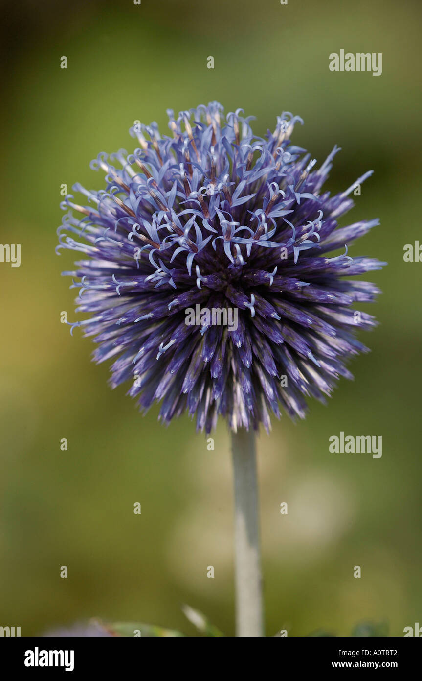 Small Globe Thistle Stock Photo - Alamy