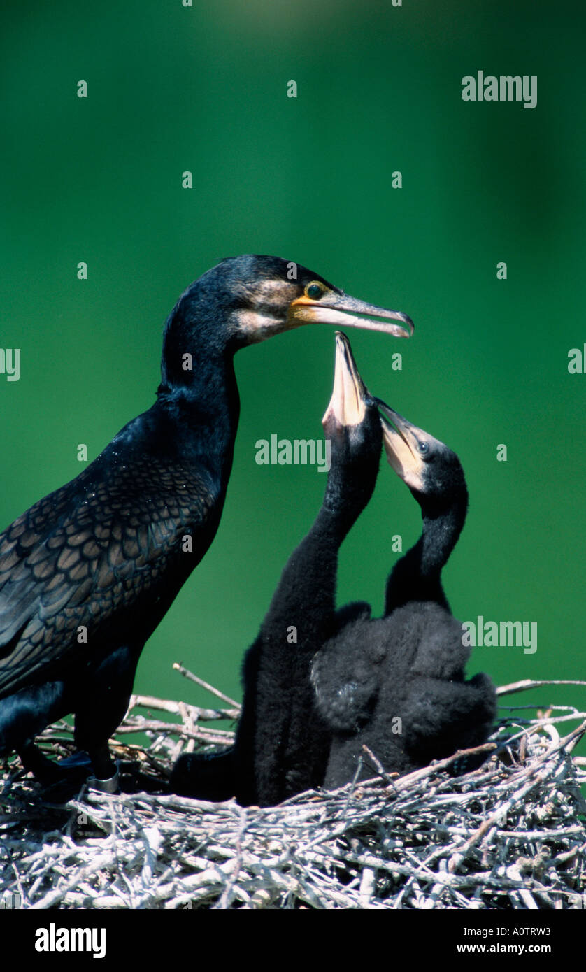 Group cormorant birds standing hi-res stock photography and images - Alamy